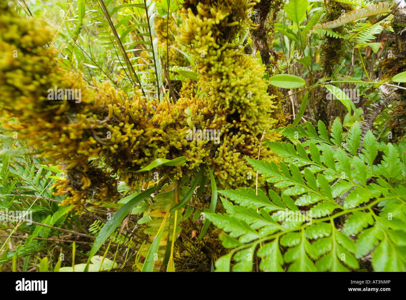 plants moss at SAMOA ISLAND Savaii Mt. Matavanu mount crater lava ...