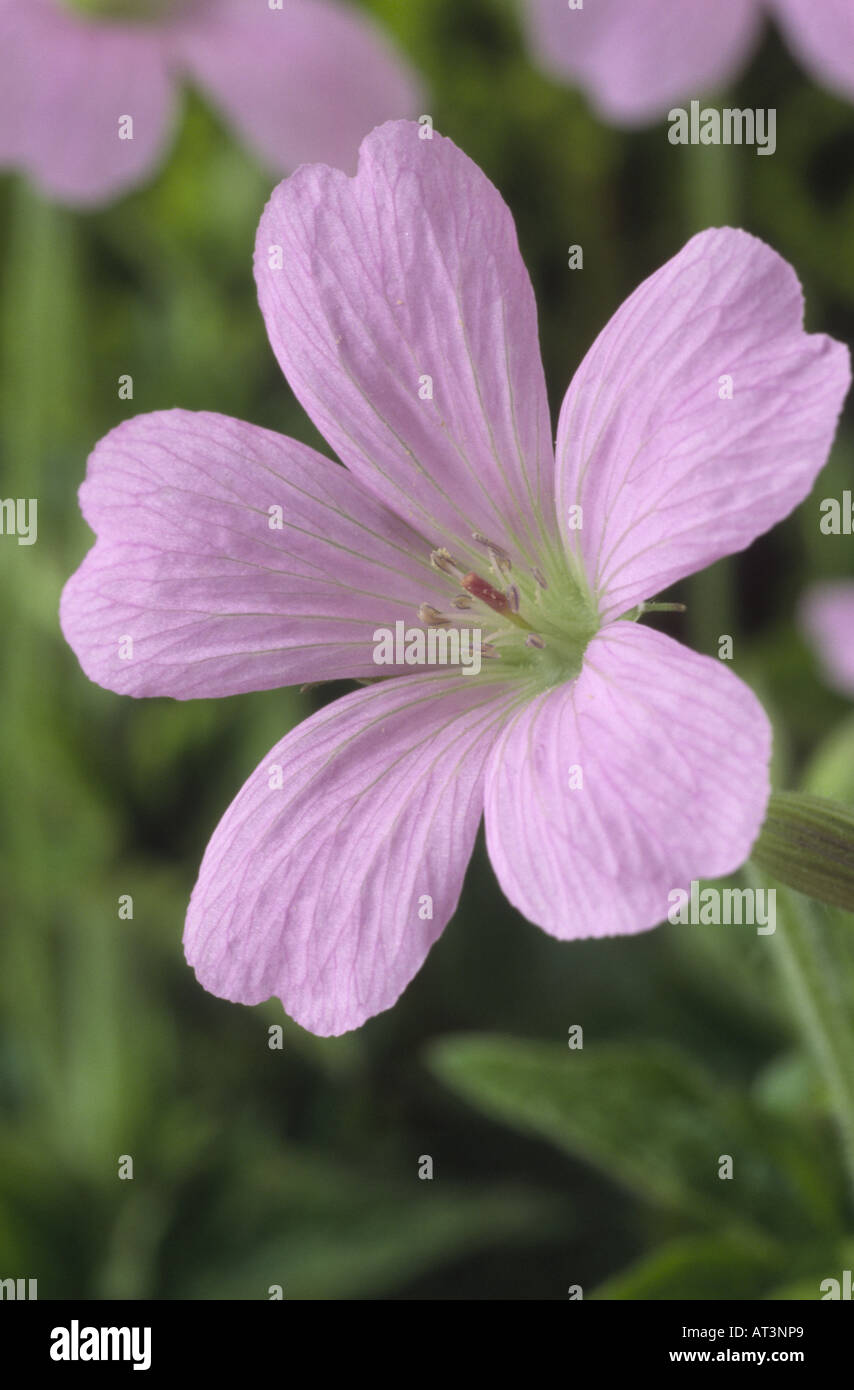 Geraniums geranium endressii hi-res stock photography and images - Alamy