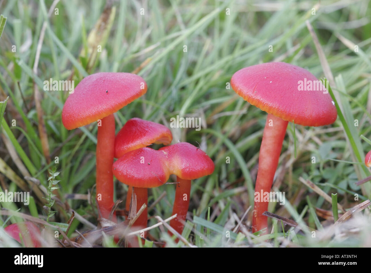 Scarlet waxcap, hygrocybe coccinea Stock Photo - Alamy