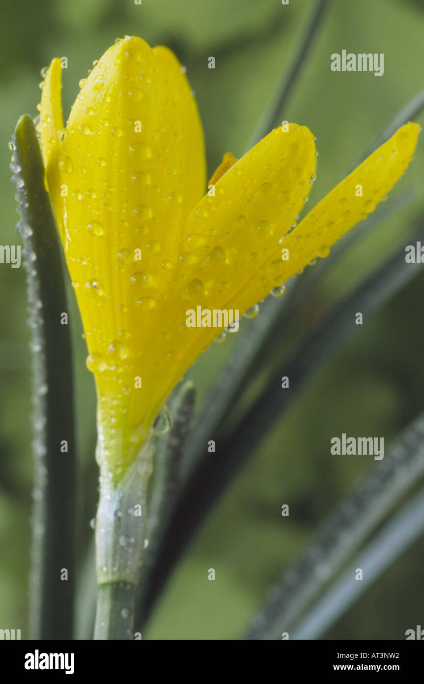 Sternbergia lutea angustifolia hi-res stock photography and images - Alamy