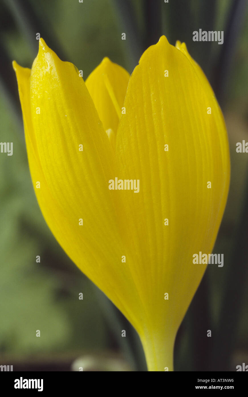 Sternbergia lutea bulb hi-res stock photography and images - Alamy