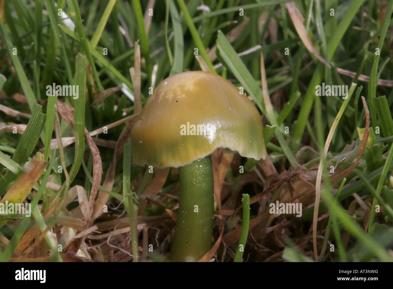 Parrot waxcaps hi-res stock photography and images - Alamy