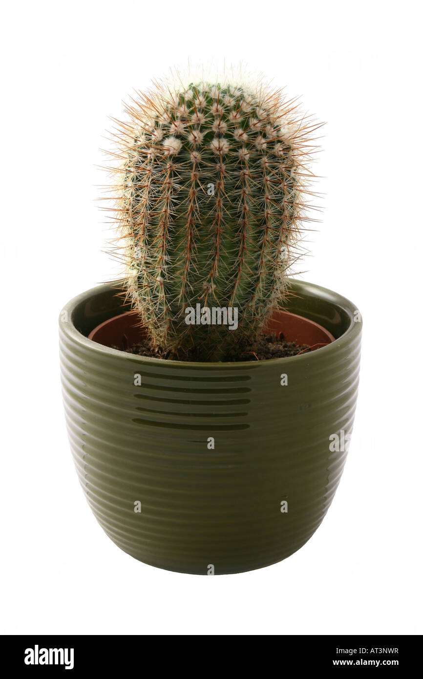 Cactus in a pot Stock Photo - Alamy