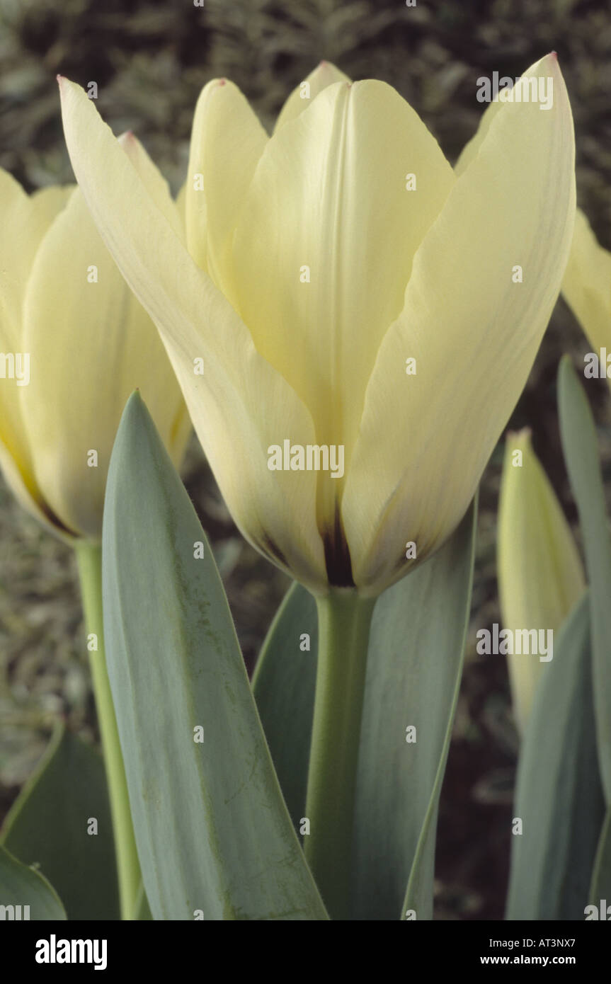 Tulipa 'Concerto' Division 13 Fosteriana Group Tulip. Close up of ...