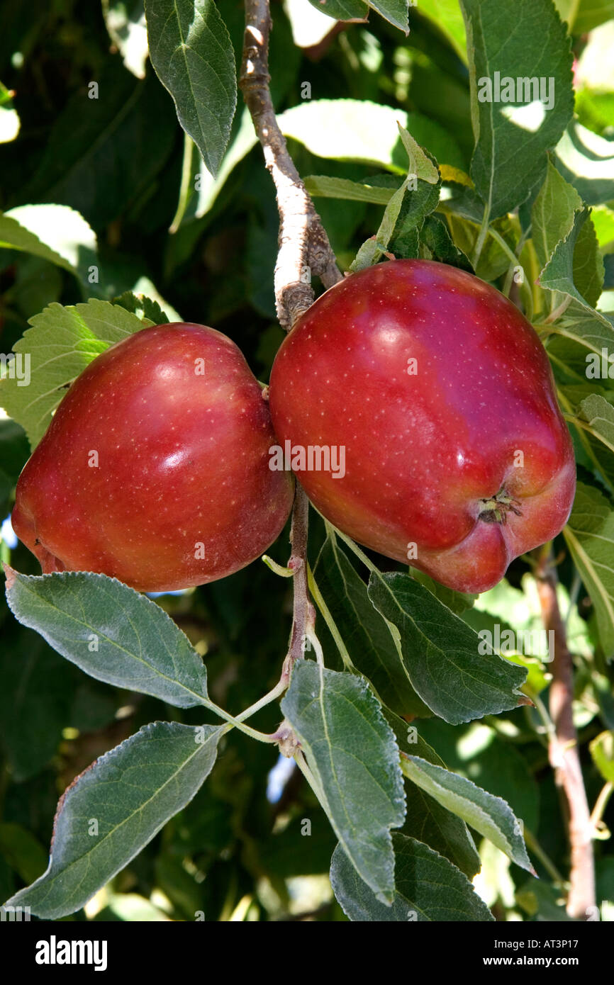 Red apples hang from a tree branch in Canyon County, Idaho Stock Photo ...