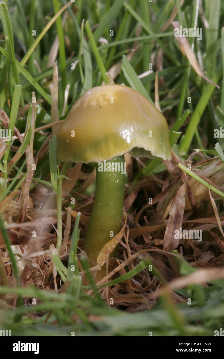 Parrot waxcaps hi-res stock photography and images - Alamy