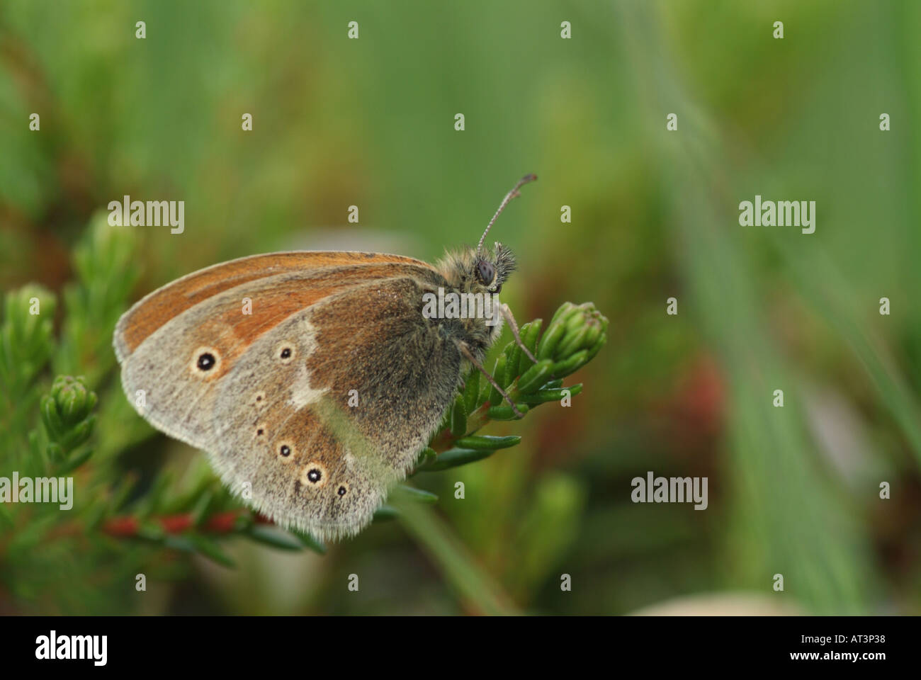 Large Heath (Coenonympha tullia) resting Stock Photo - Alamy