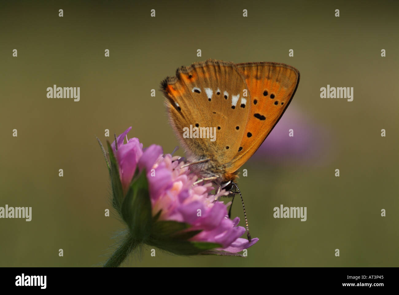 Scarce copper feeding hi-res stock photography and images - Alamy