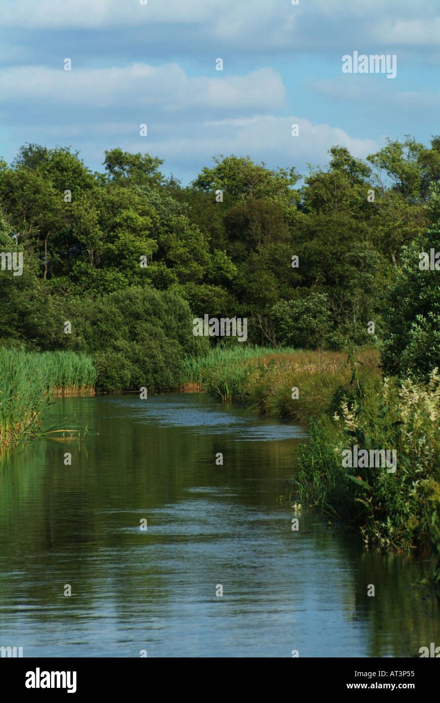 The river Skjern Aa in the summer Stock Photo - Alamy