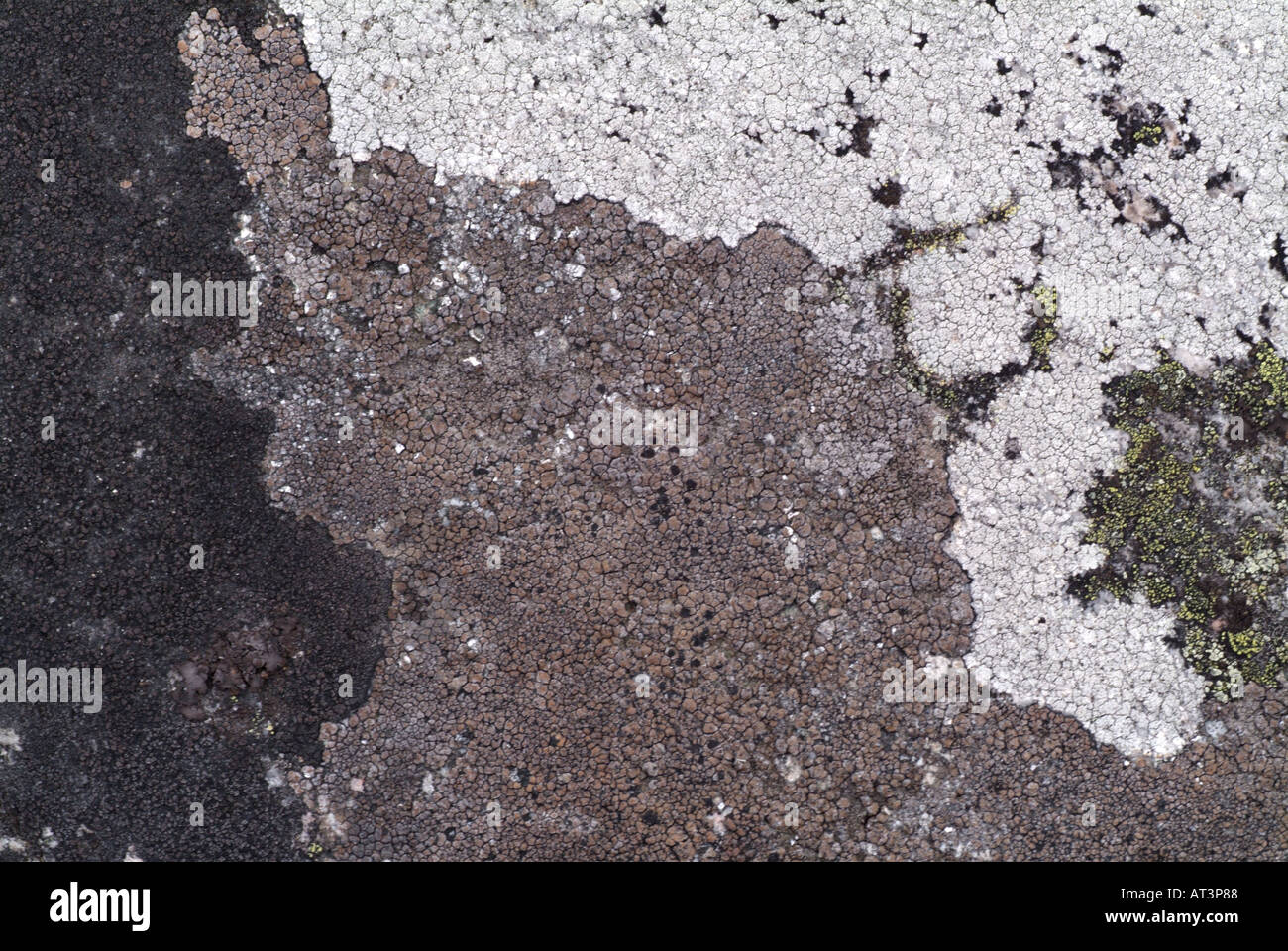 Lichen pattern on rock Stock Photo - Alamy