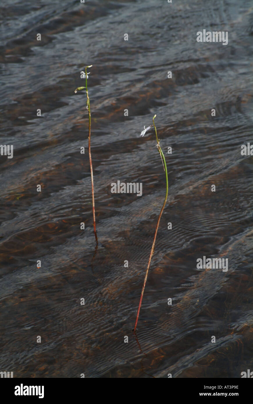Water Lobelia (Lobelia dortmanna Stock Photo - Alamy
