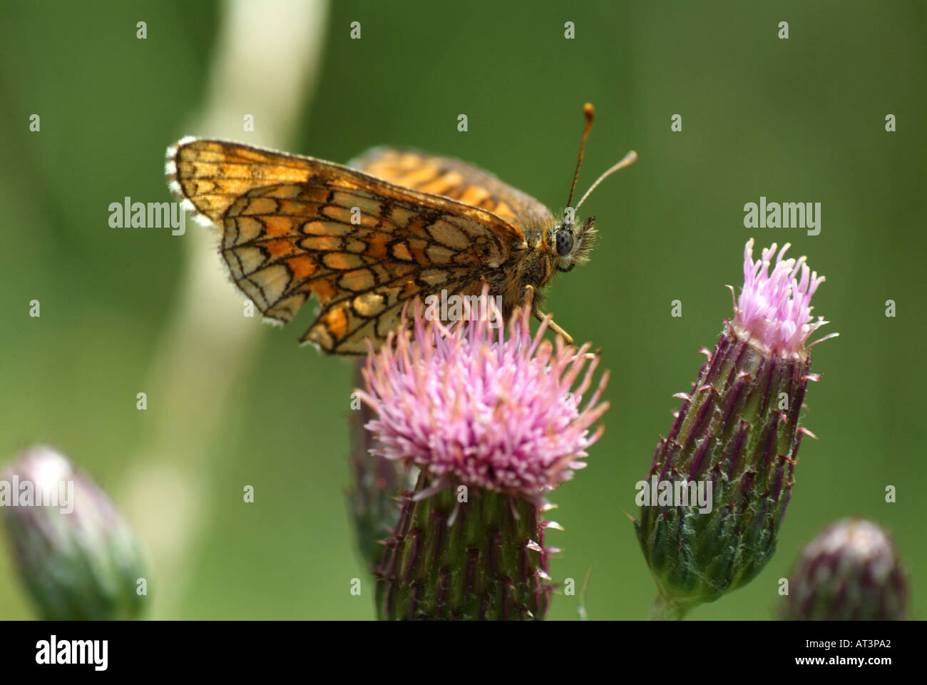Heath Fritillary (Melitaea athalia) feeding Stock Photo - Alamy