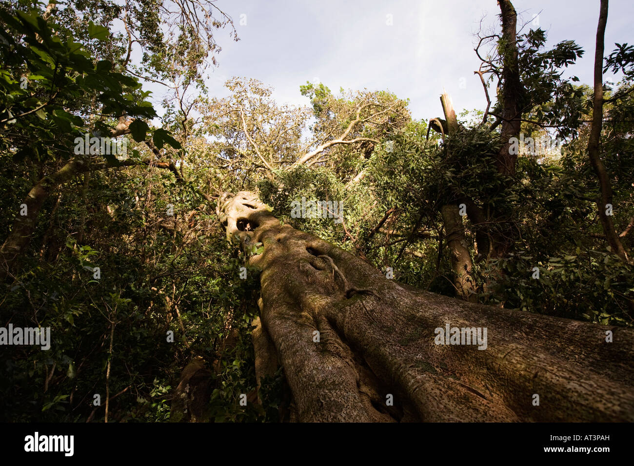 Bosque de los niños hi-res stock photography and images - Alamy