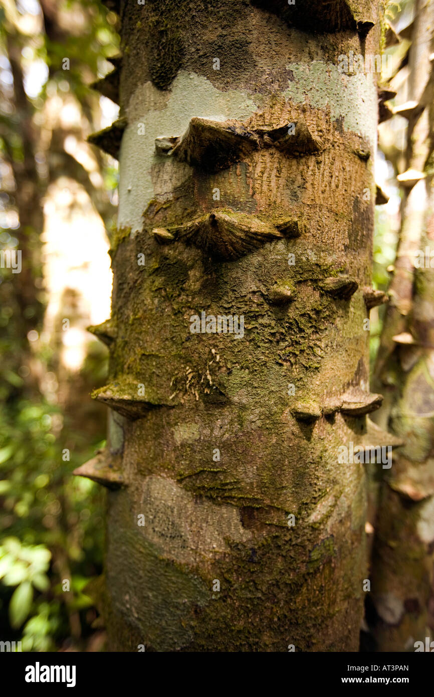 Bosque de los niños hi-res stock photography and images - Alamy