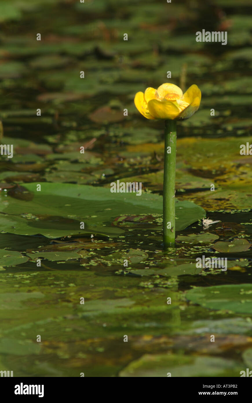 Yellow Water-Lily (Nuphar lutea) in bloom Stock Photo - Alamy