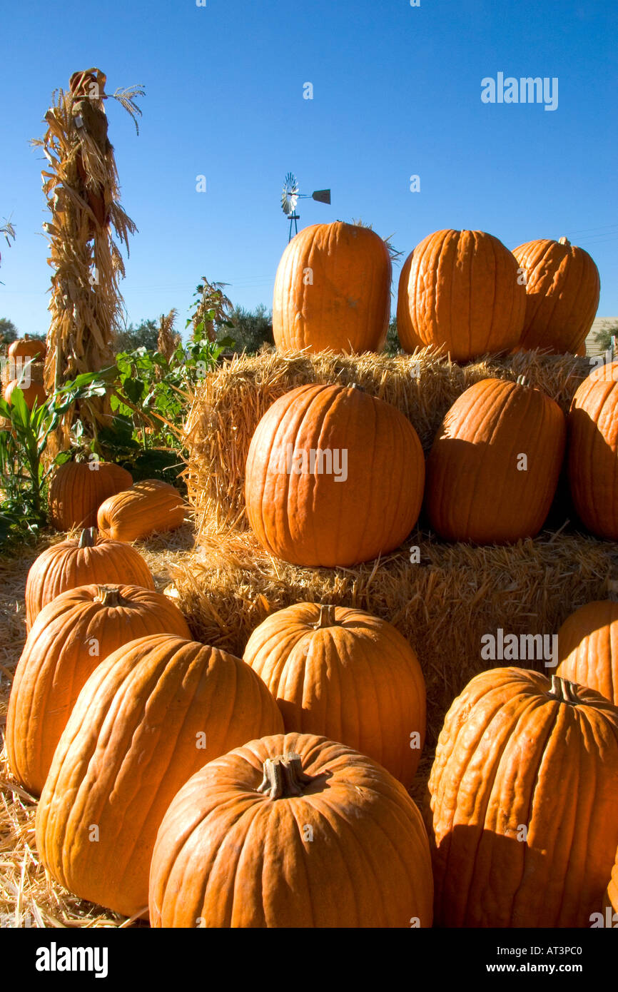 A farm selling pumpkins near San Rafael, California Stock Photo - Alamy