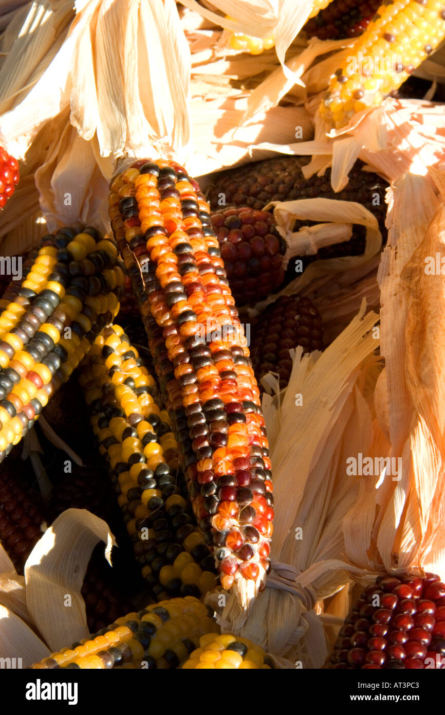 Multi colored Indian Corn on the cob Stock Photo - Alamy