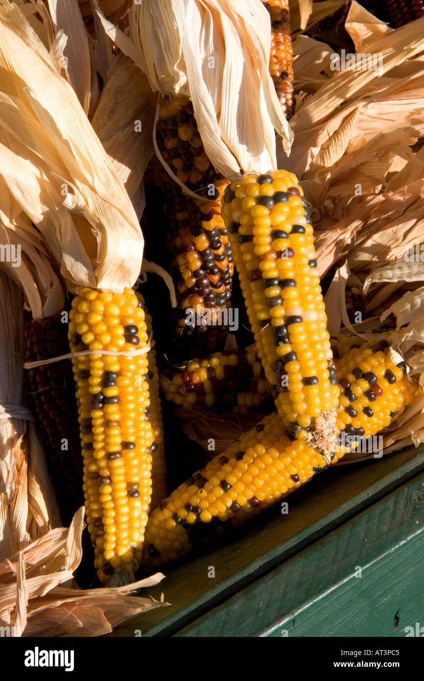 Multi colored Indian Corn on the cob Stock Photo - Alamy