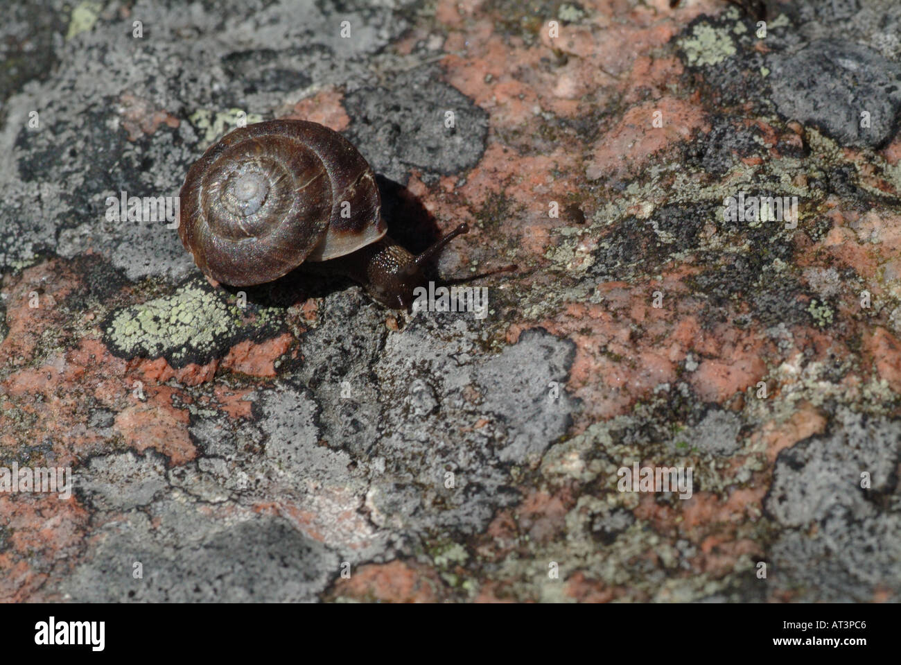 Snail crossing a granite rock Stock Photo - Alamy