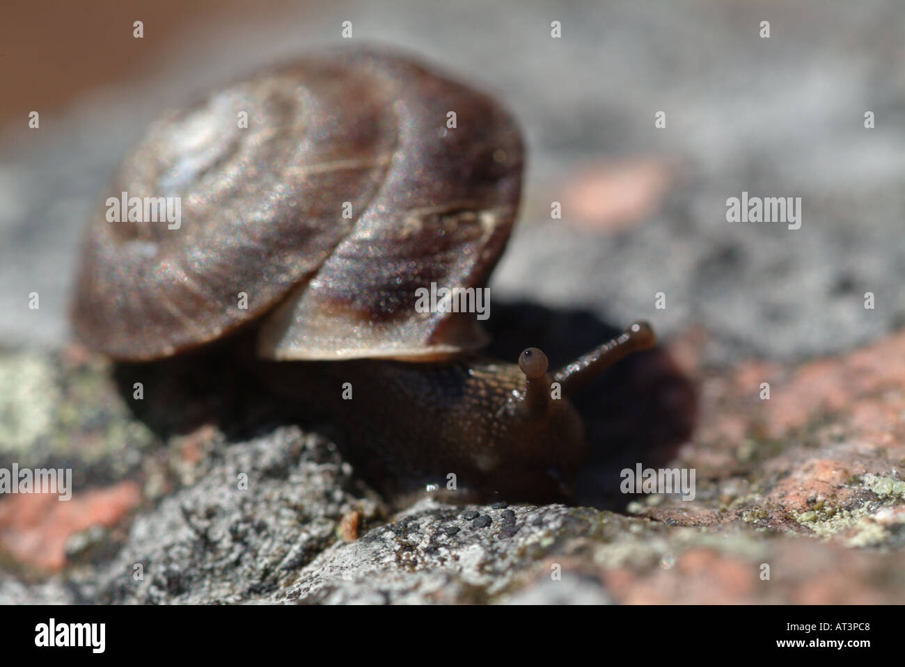 Snail crossing a granite rock Stock Photo - Alamy