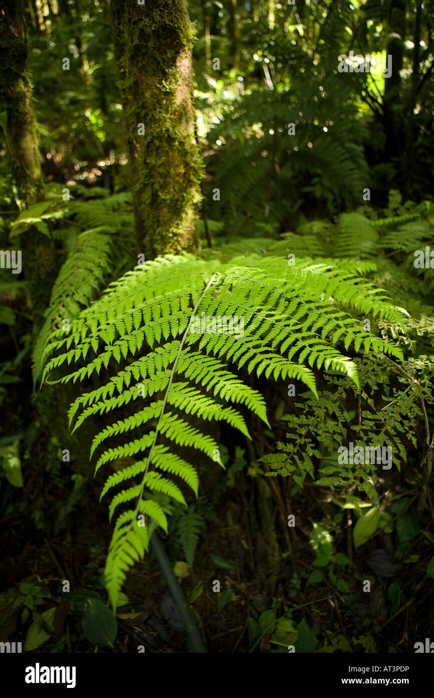 Costa Rica Santa Elena single fern on cloud forest floor Stock Photo ...