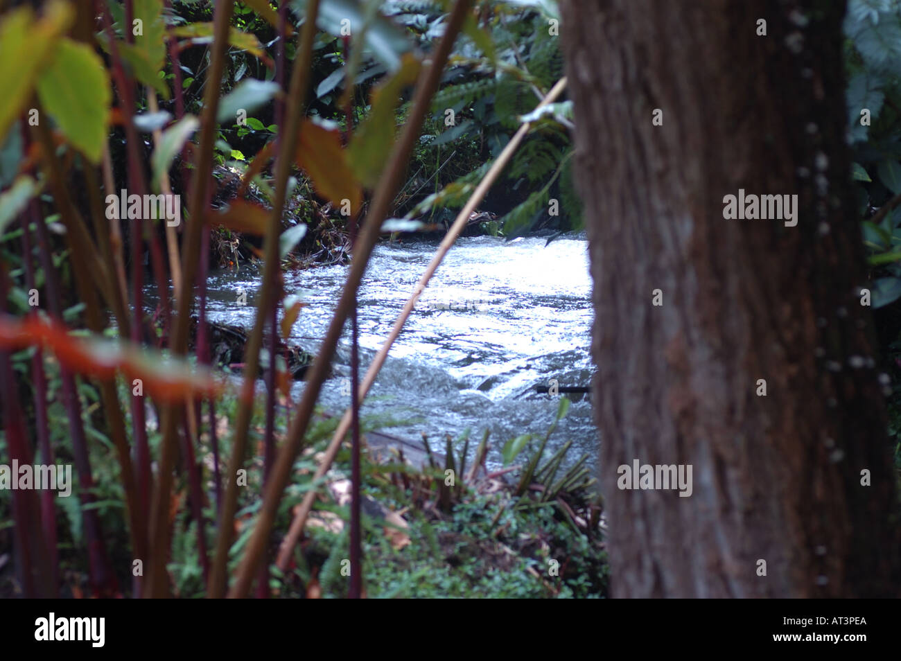 small stream in PNG jungle Stock Photo - Alamy