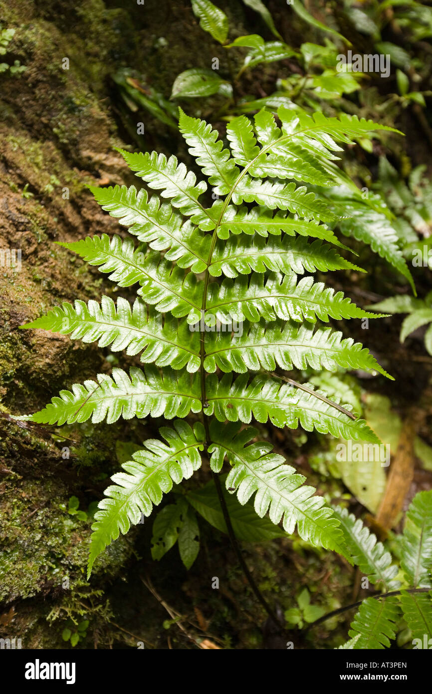 Costa Rica Santa Elena single fern on cloud forest floor Stock Photo ...