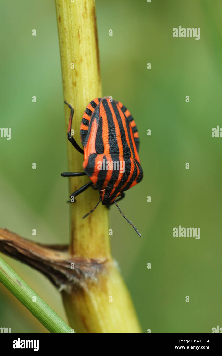 Striped shield bug hi-res stock photography and images - Alamy