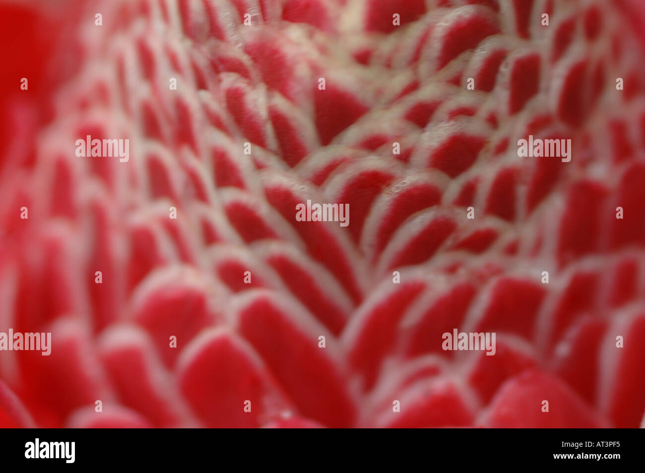 Torch ginger phaeomeria magnifica family hi-res stock photography and ...