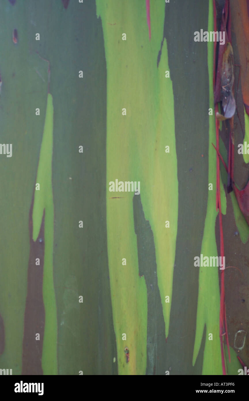 Pattern on eucalyptus tree bark Australia Stock Photo - Alamy