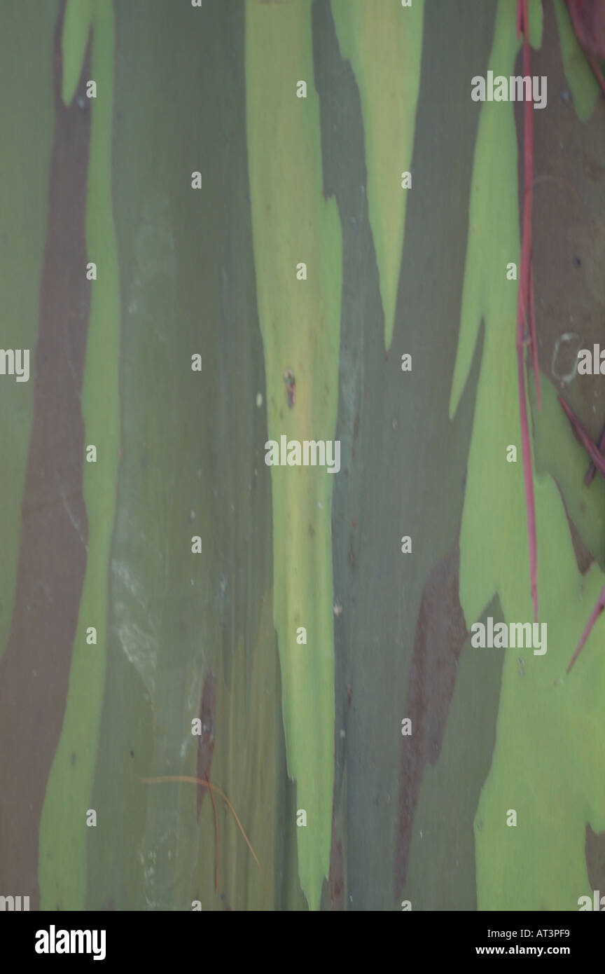Pattern on eucalyptus tree bark Australia Stock Photo - Alamy