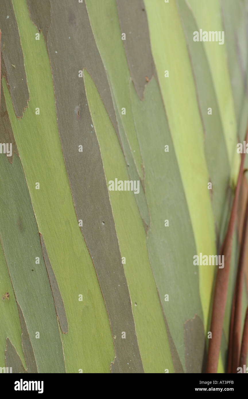 Pattern on eucalyptus tree bark Australia Stock Photo - Alamy