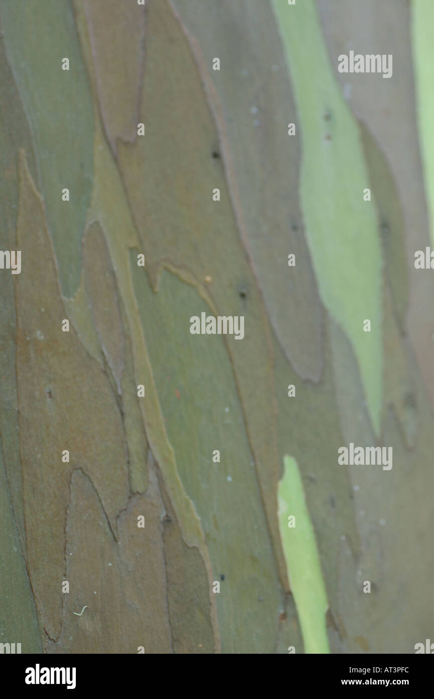Pattern on eucalyptus tree bark Australia Stock Photo - Alamy