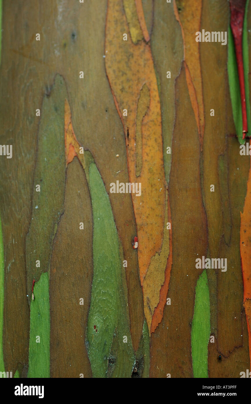 Pattern on eucalyptus tree bark Australia Stock Photo - Alamy