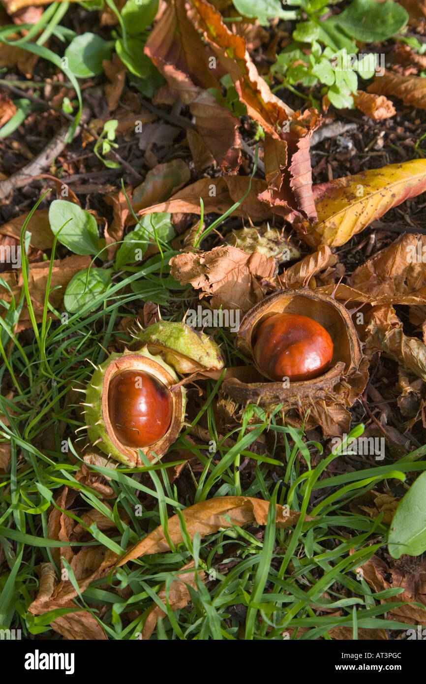 Two horse chestnuts (conkers) in husks on ground surrounded by autumnal ...