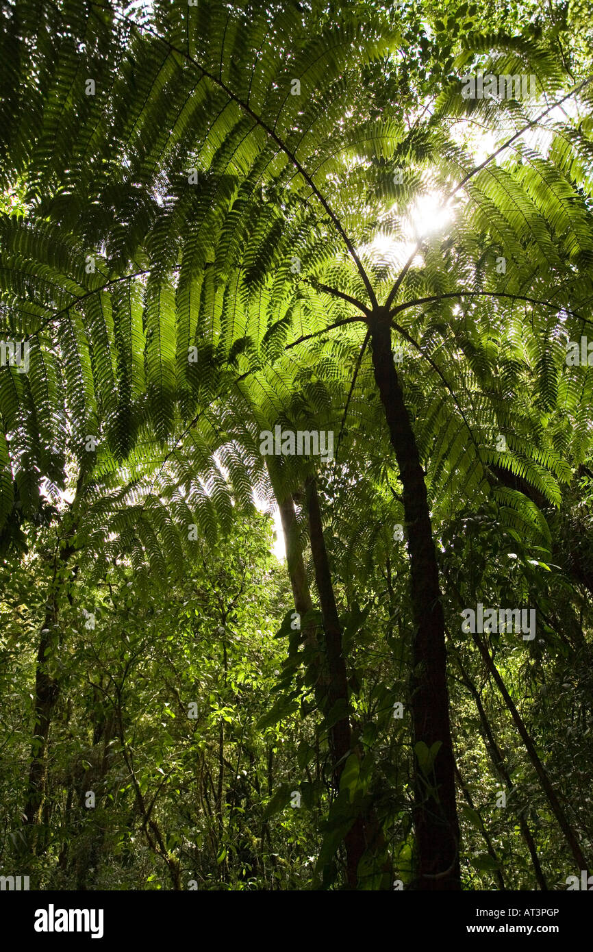 Costa Rica Santa Elena cloud forest light through tree fern Stock Photo ...