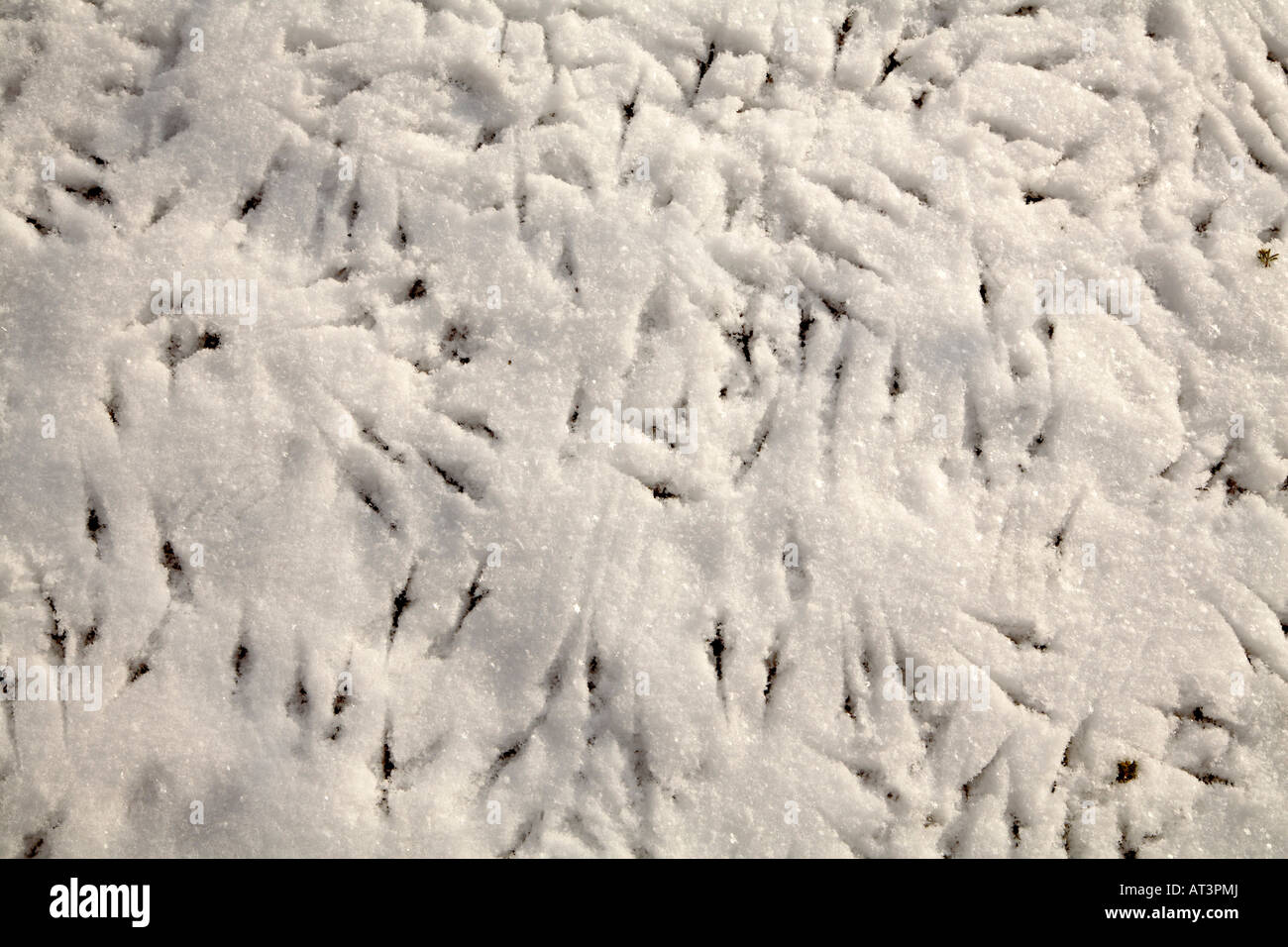 Junko bird hi-res stock photography and images - Alamy