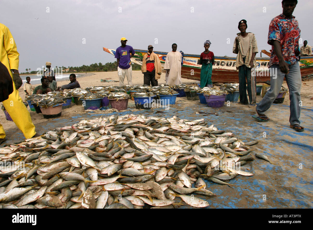 The Gambia Gunjur fishing sorting the catch Stock Photo - Alamy