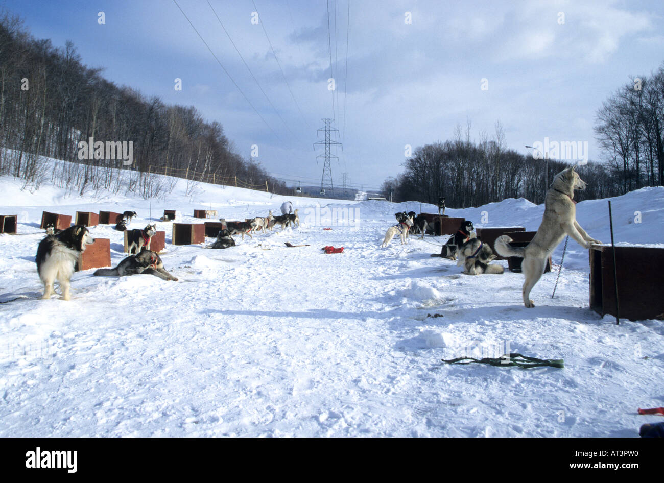 Husky dog kennals at a dog sleigh / sledging center in Quebec Canada ...