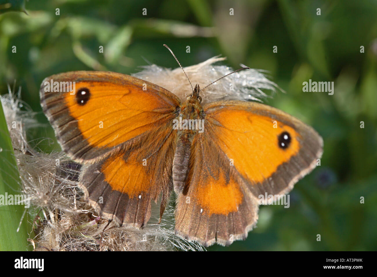 Female gatekeeper High Resolution Stock Photography and Images - Alamy