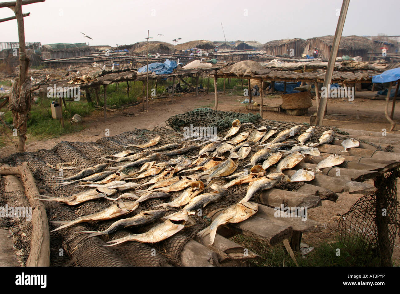 The Gambia Gunjur fishing village fish drying on racks Stock Photo - Alamy