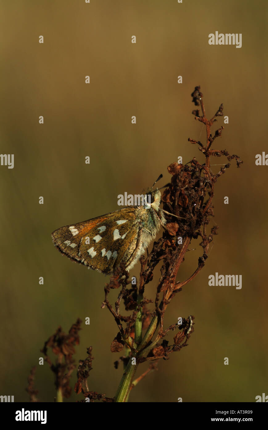 Silver-spotted Skipper (Hesperia comma Stock Photo - Alamy