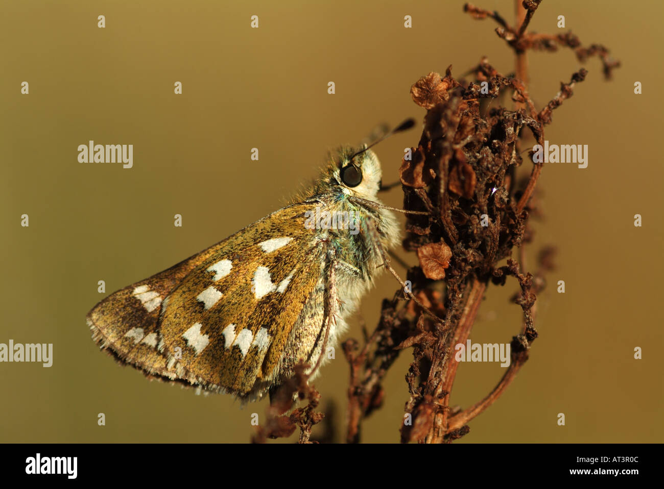 Silver spotted skipper hi-res stock photography and images - Alamy