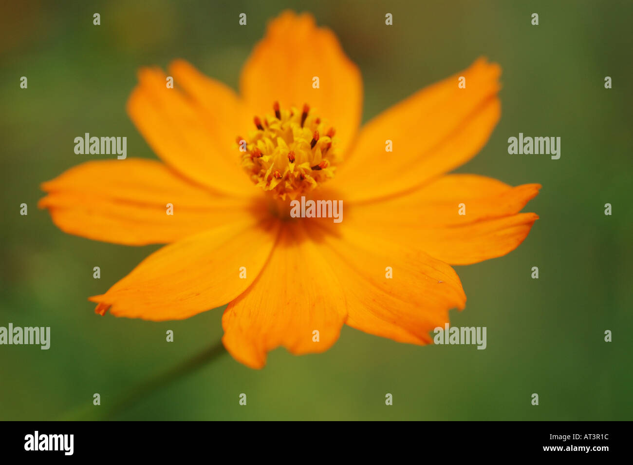 SCIENTIFIC NAME: Cosmos bipinnatus COMMON NAME: Garden cosmos, cosmos ...