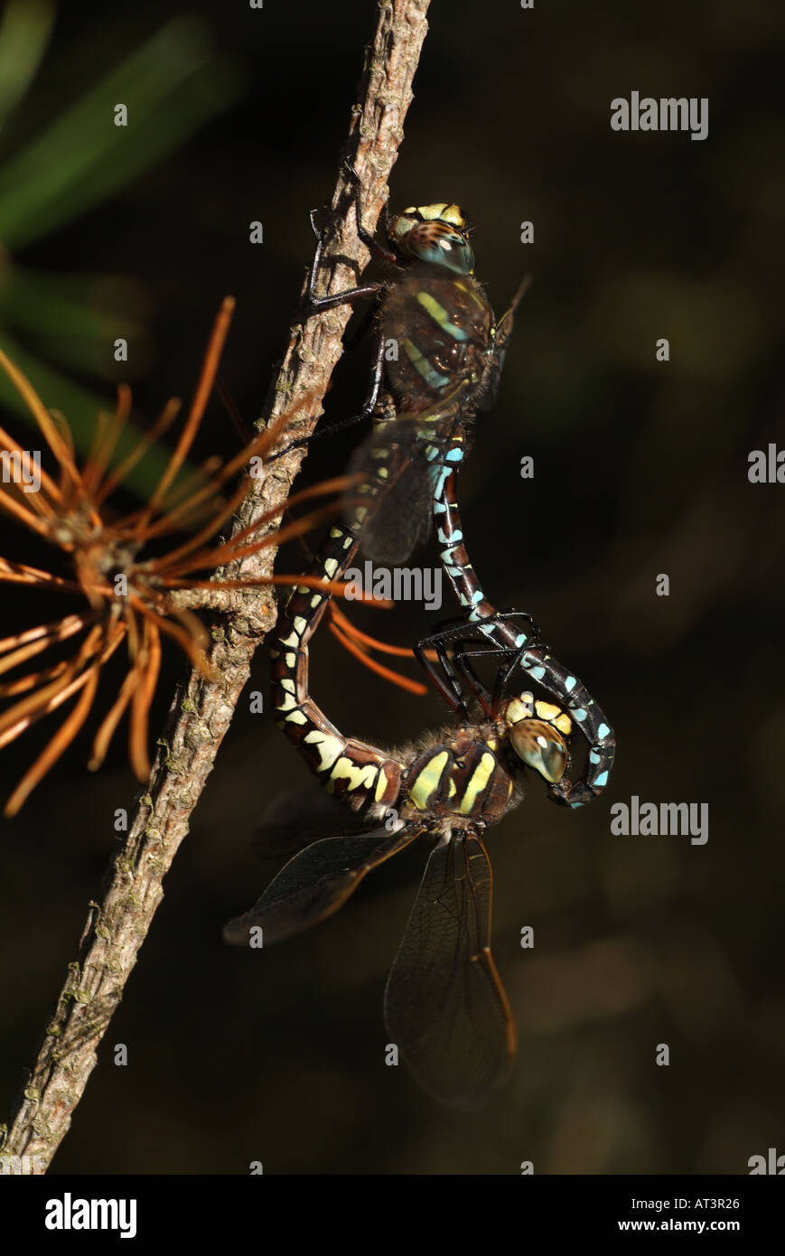 Common hawker sedge darner juncea hi-res stock photography and images ...