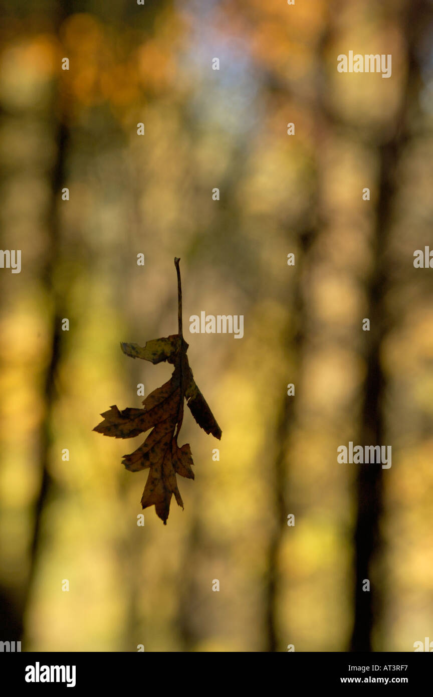 the last leaf in autumn/fall Stock Photo - Alamy