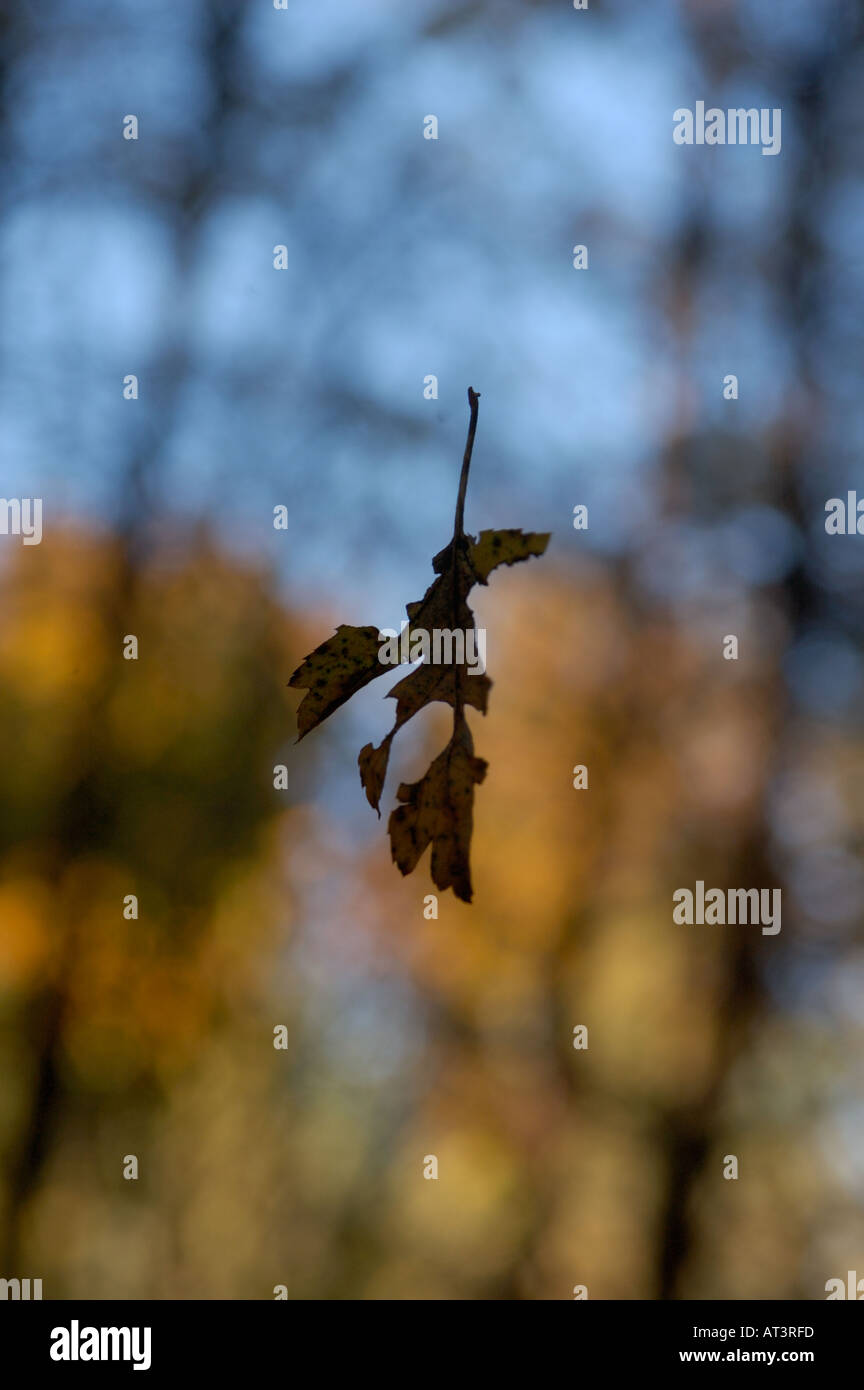 the last leaf in autumn/fall Stock Photo - Alamy