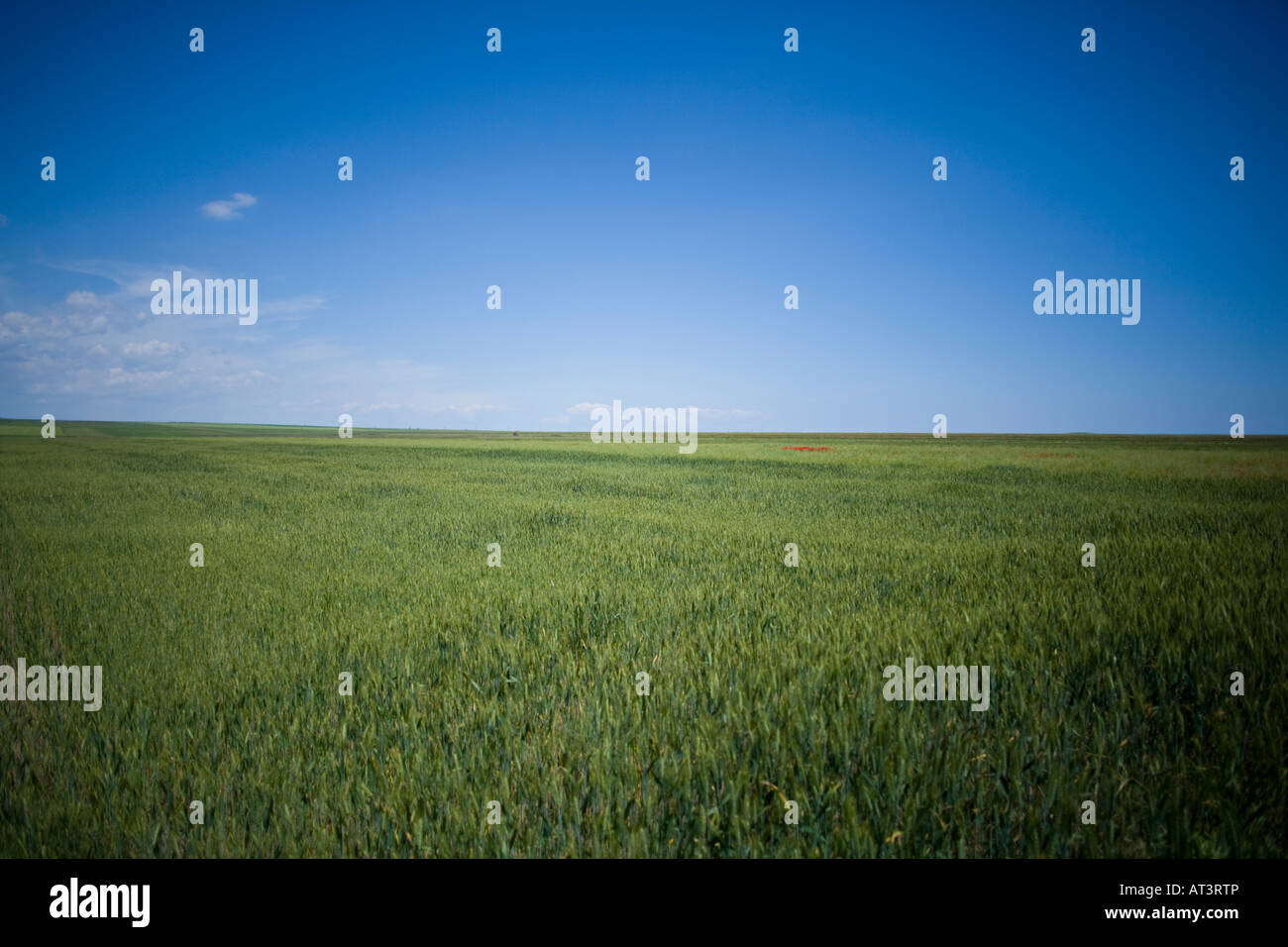 wide landscape with green field and blue sky Stock Photo - Alamy