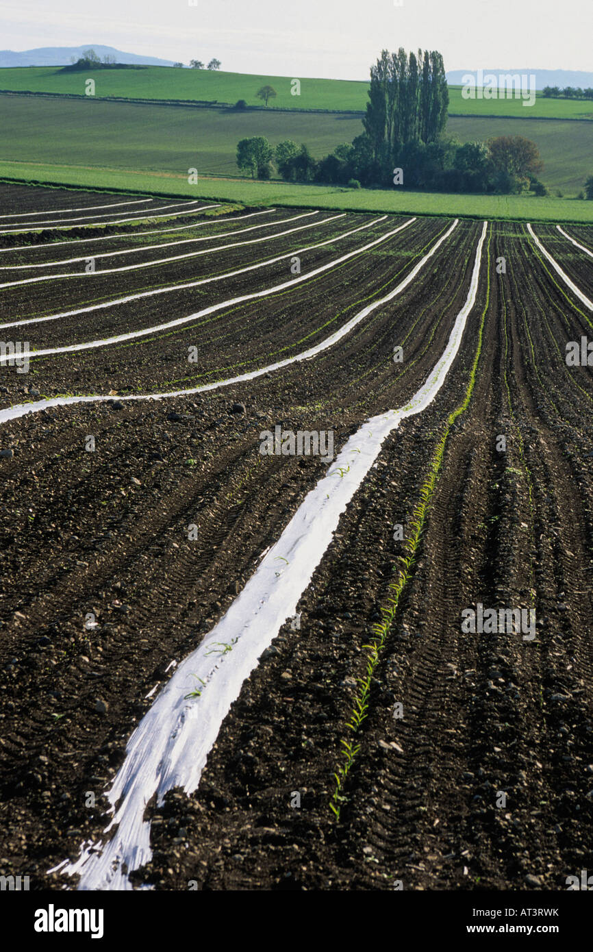 Young crop hi-res stock photography and images - Alamy