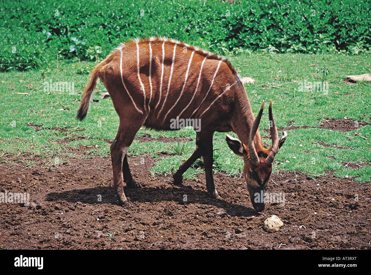 Rare and endangered Bongo forest antelope Boocercus eurycerus Mountain ...